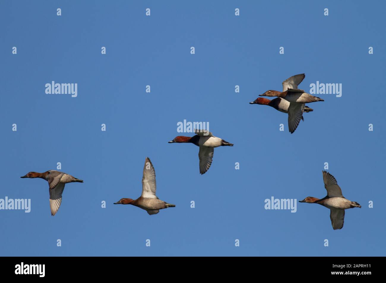 Fying bird hi-res stock photography and images - Alamy