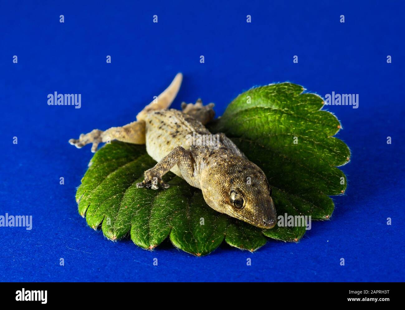 Overhead shot of a lizard placed in a green leaf with a blue color in ...