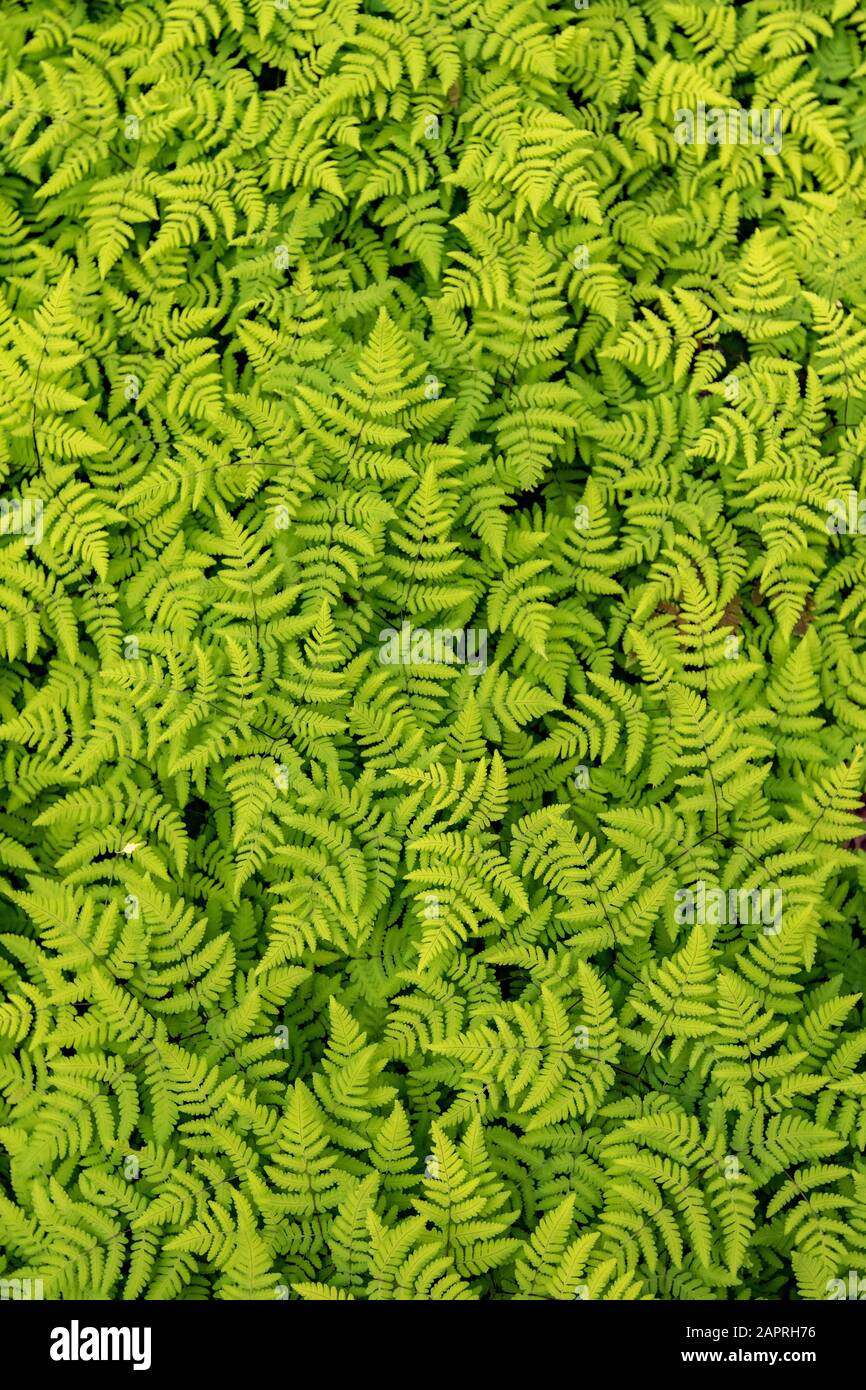 A large patch of ferns are seen when one walks the Russian River Falls ...