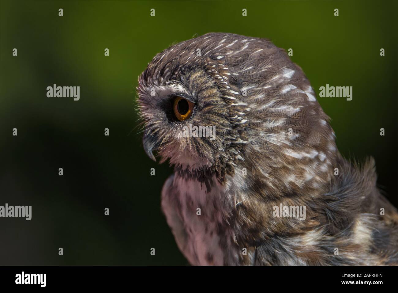 Owl bird head eye side profile hi-res stock photography and images - Alamy