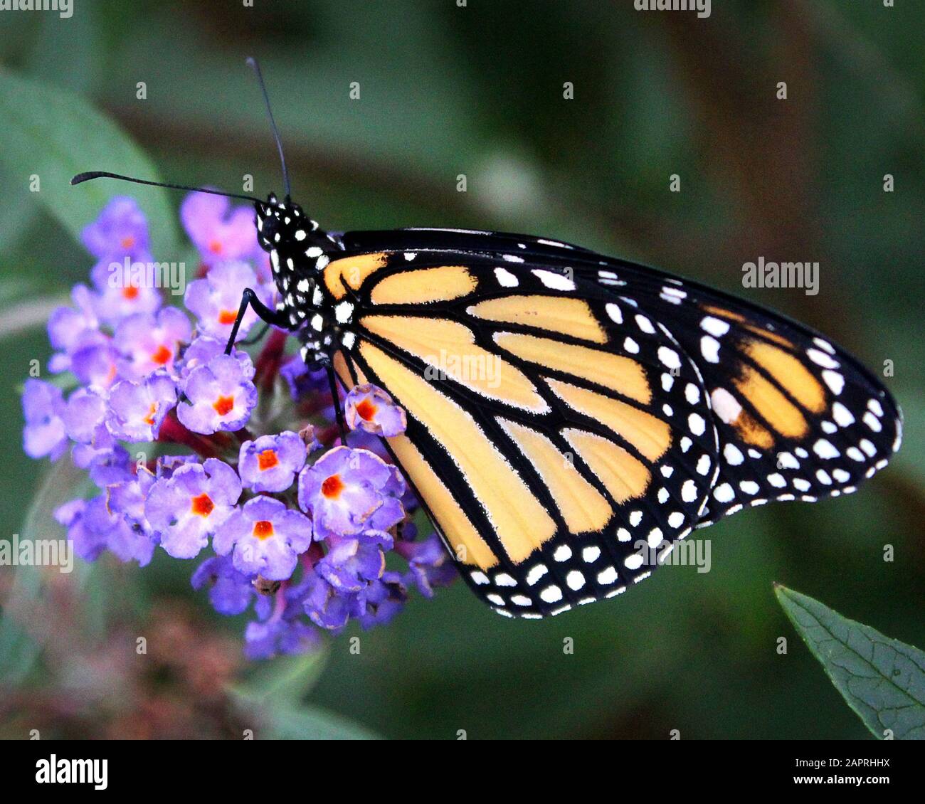 Monarch color hi-res stock photography and images - Alamy