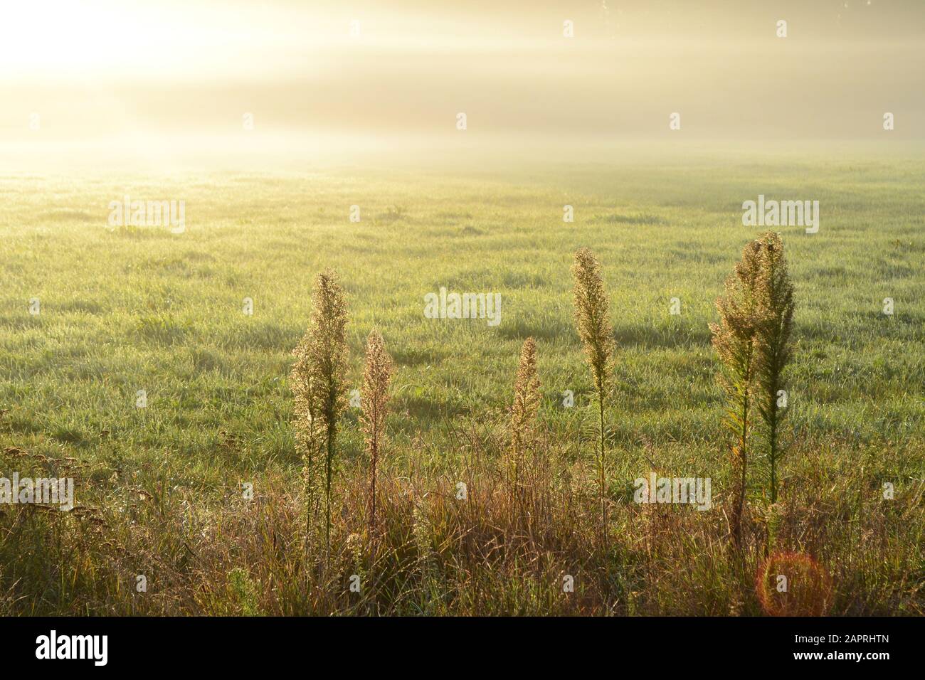 Beautiful sunny morning. High grass in the front, dew on the ground ...