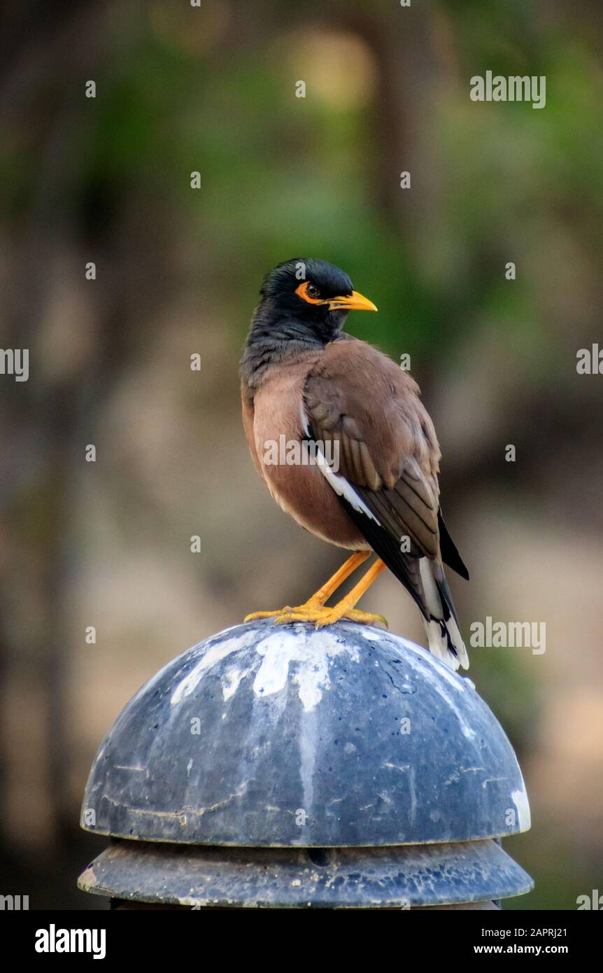 Vertical closeup shot of a myna bird sitting on a column with blurred ...