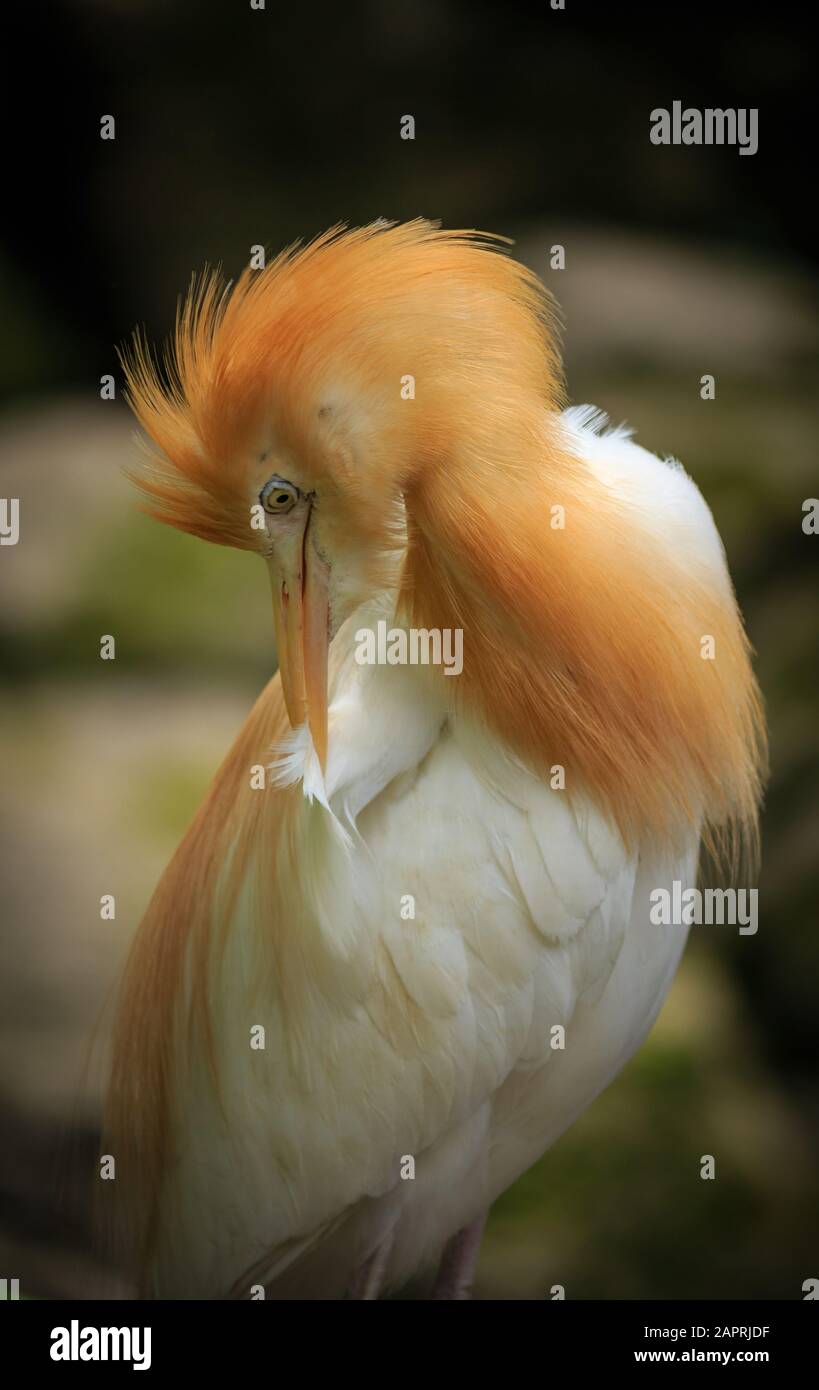 Vertical closeup shot of a cattle egret bird with blurred background ...