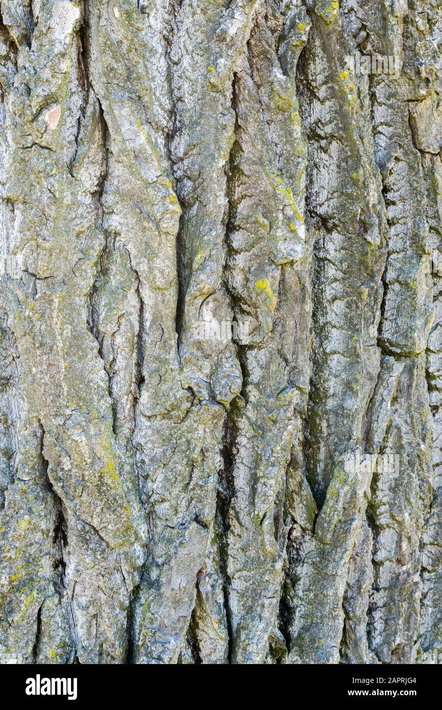 background bark ash Stock Photo - Alamy