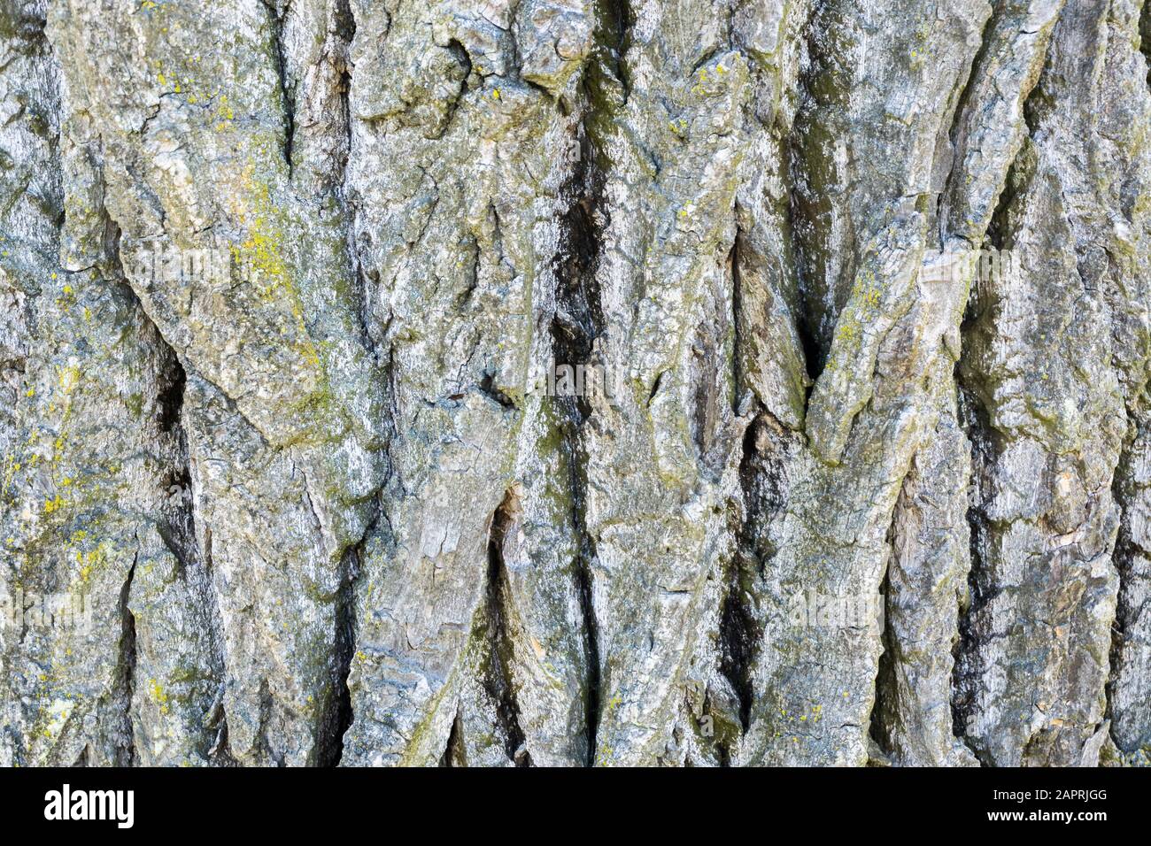 background bark ash Stock Photo - Alamy