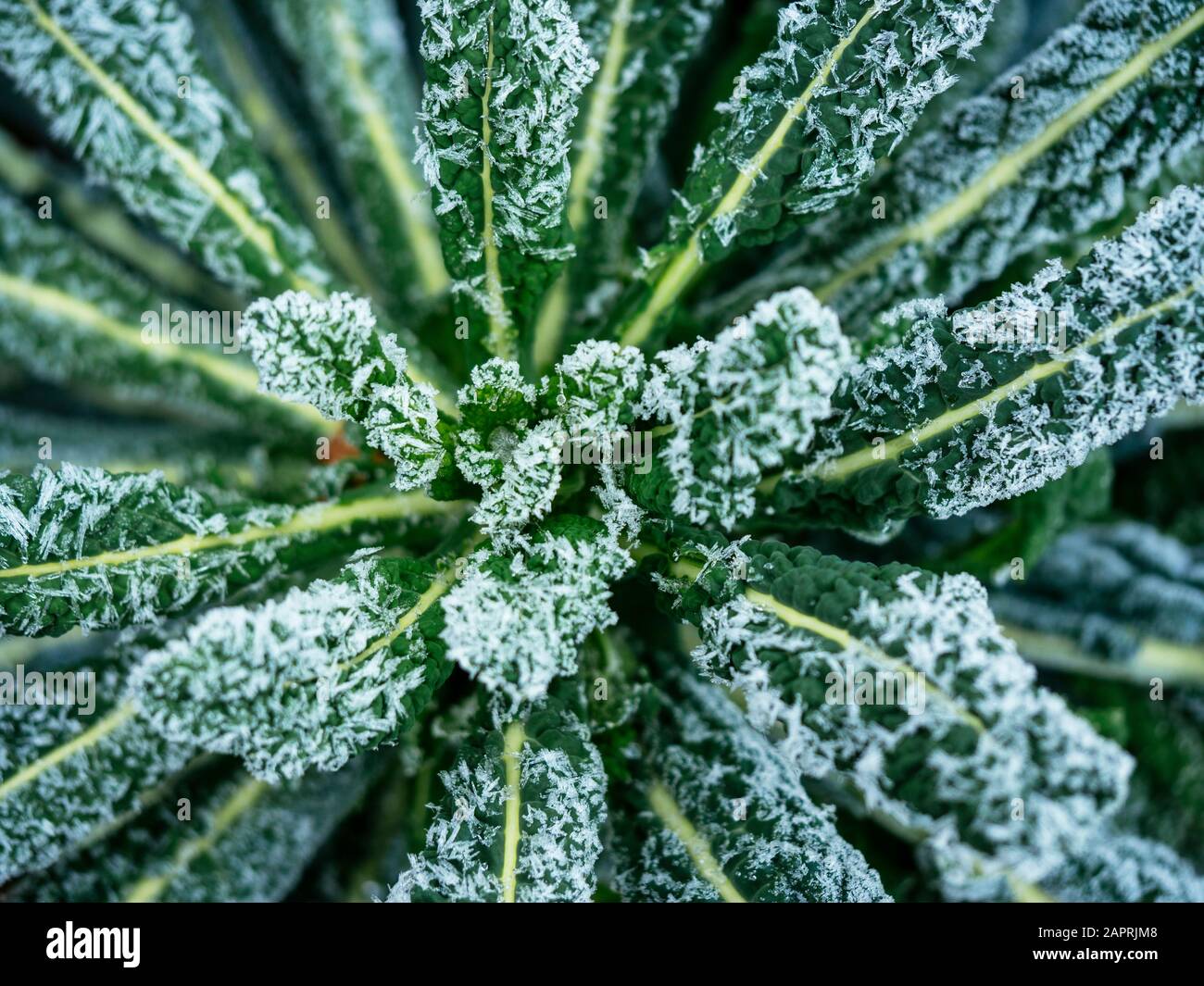 Kale Nero Di Toscana with frost in a vegetable garden end of January ...
