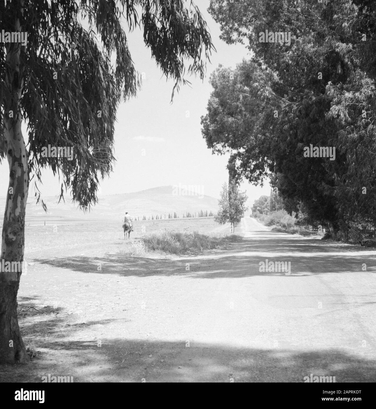 Israel: Mount Moria (Moré) Look through trees and a road to Mount Moria ...