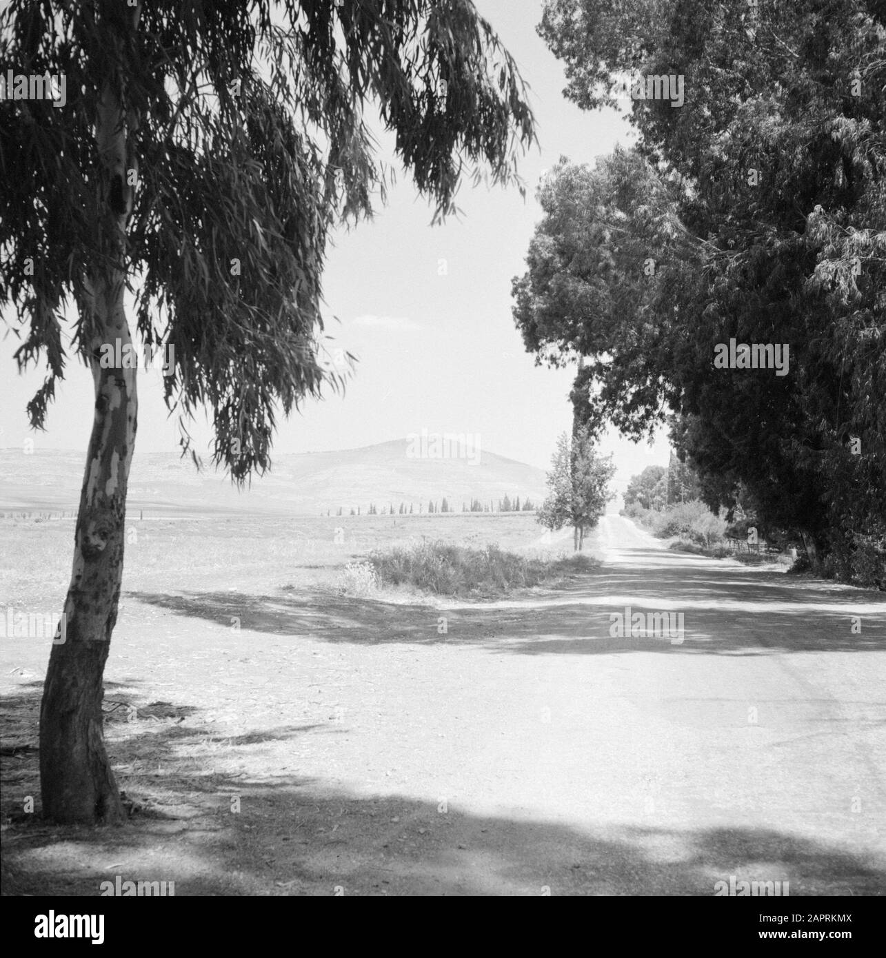 Israel: Mount Moria (Moré) Look through trees and a road to Mount Moria ...