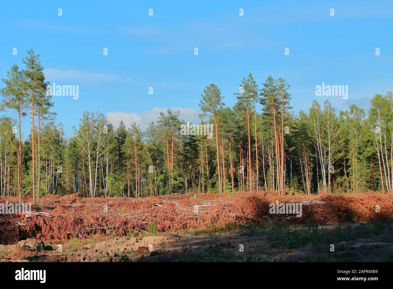 Destroying woodland hi-res stock photography and images - Alamy