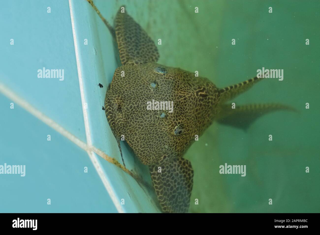 Large brown river fish under water. Fish can be seen in the clear water ...