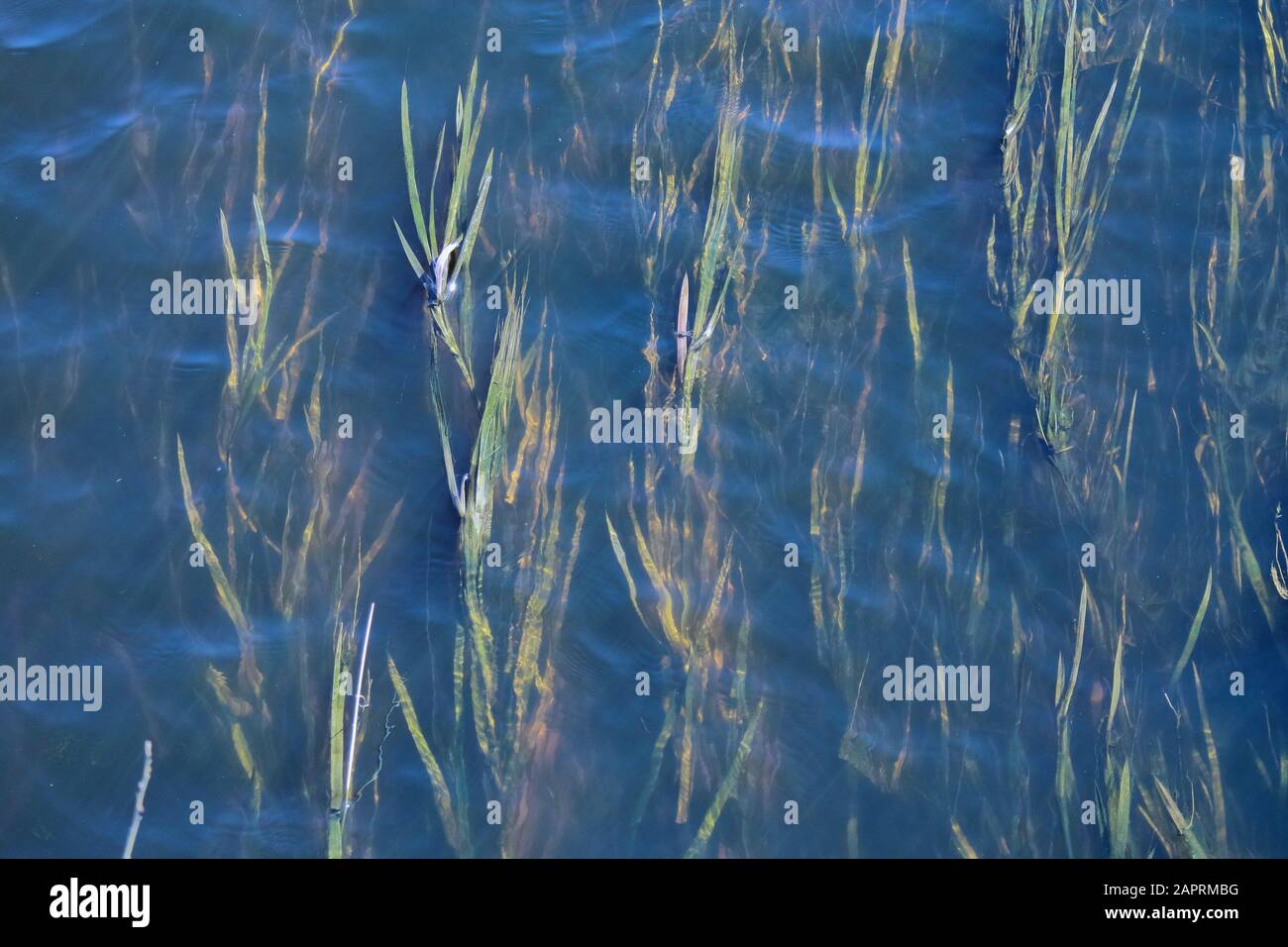 Clear and clear water in the river. Green algae can be seen through the ...