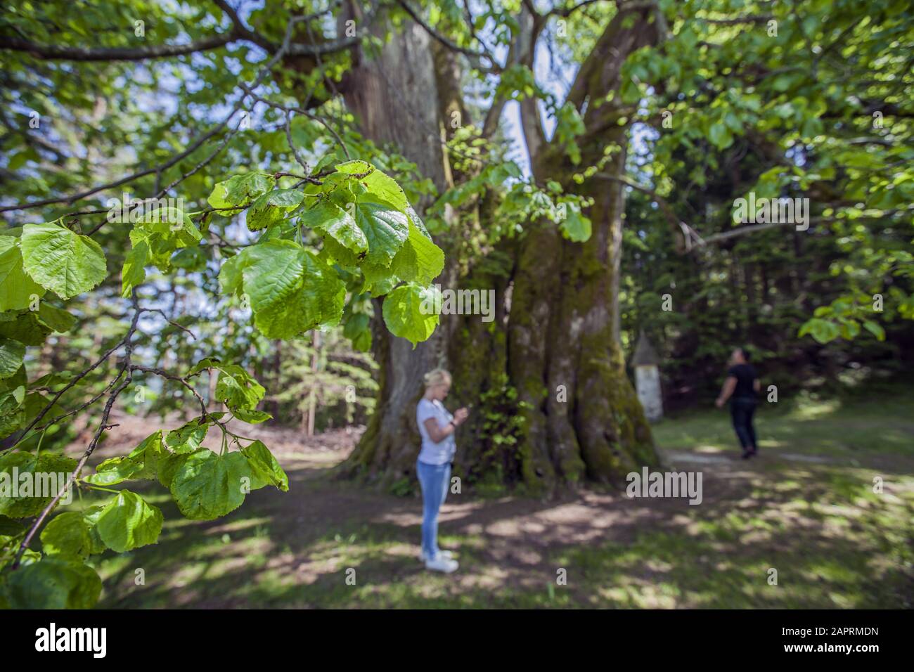 300 years old lipa hi-res stock photography and images - Alamy
