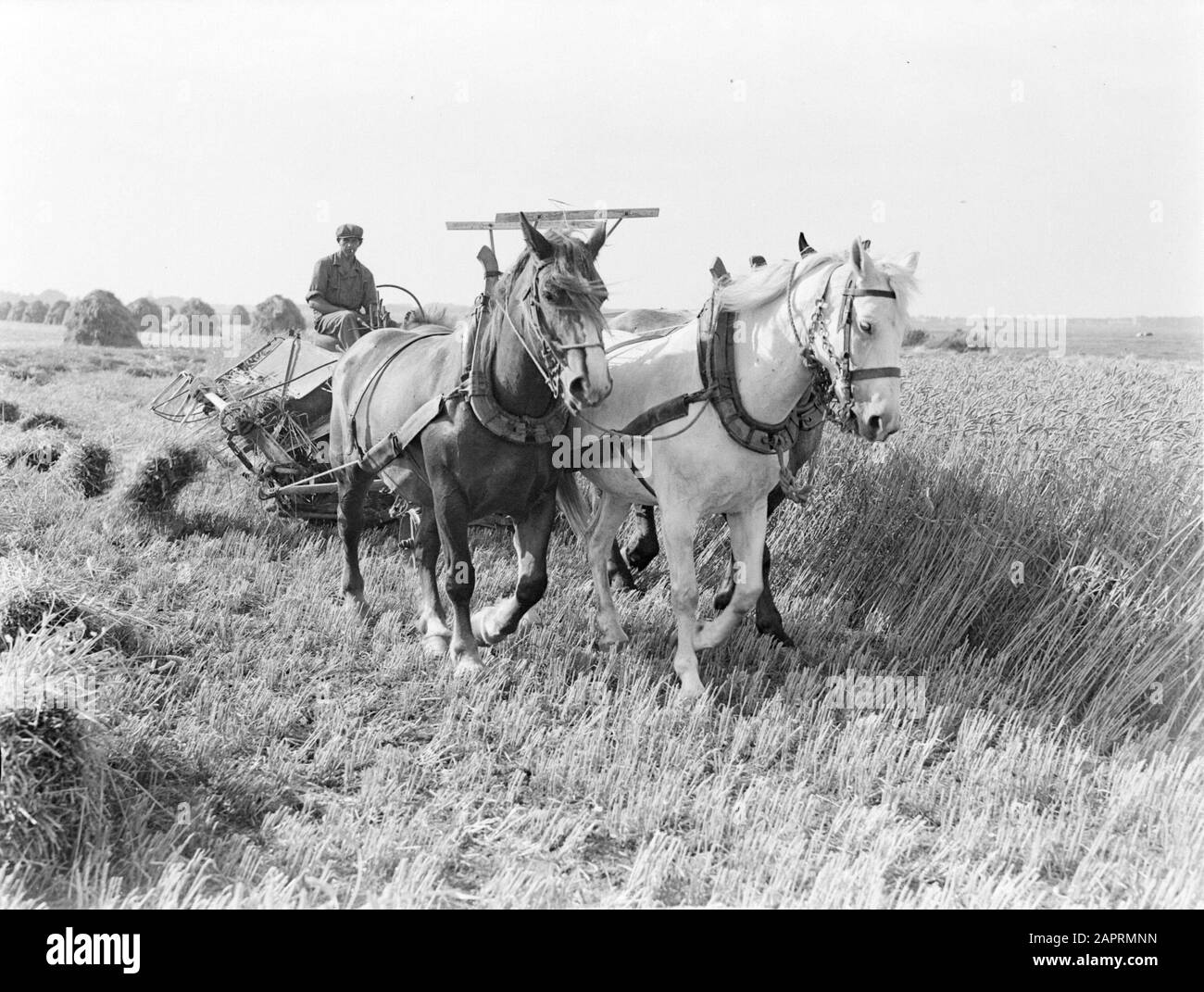 Power mowers hi-res stock photography and images - Alamy