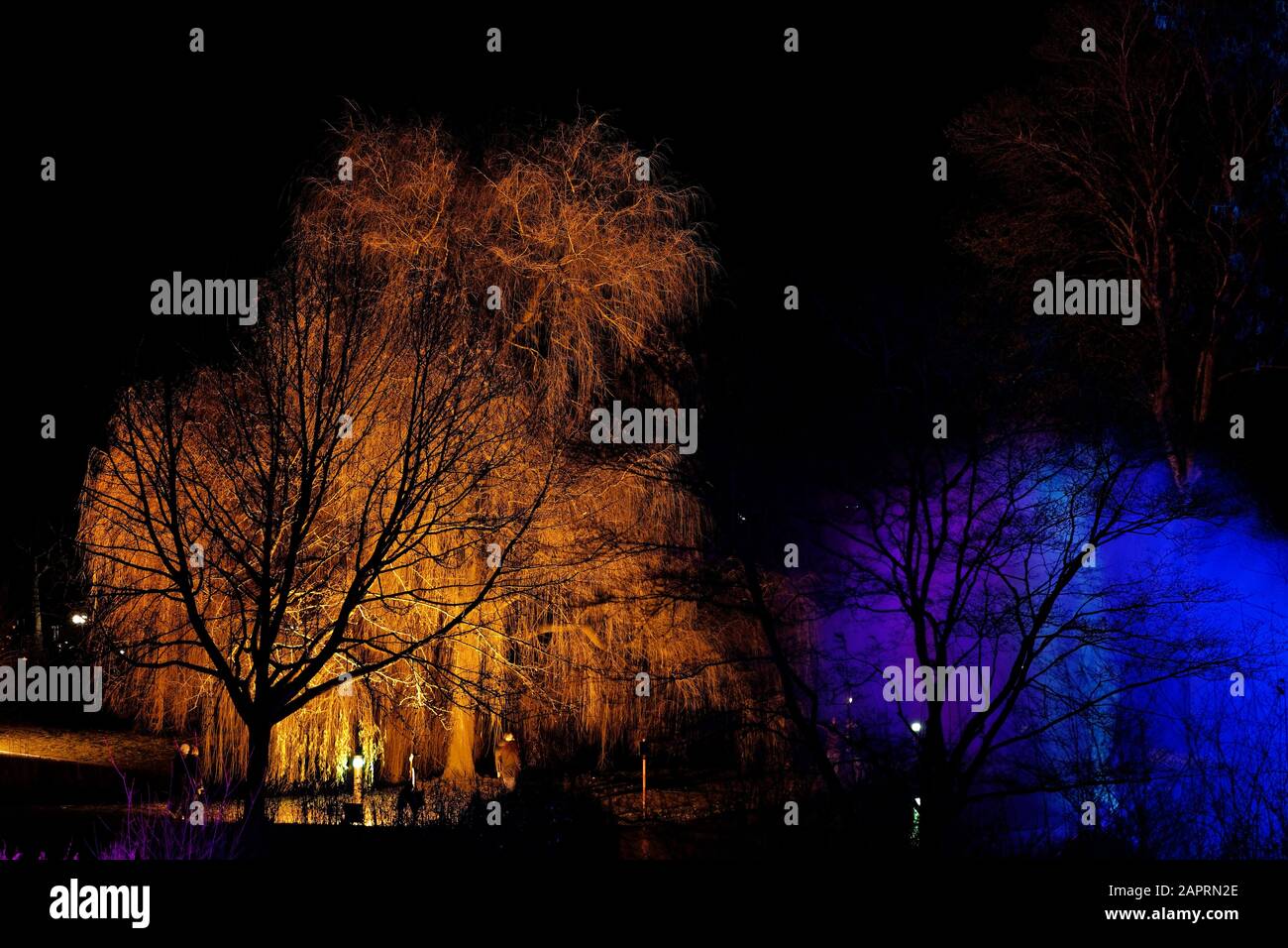 Wide shot of trees with blue and orange lighting at night Stock Photo ...