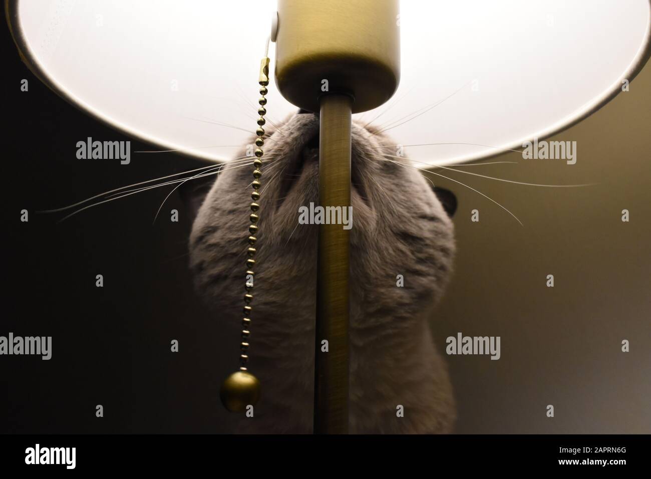 Birmanese cat playing with the lamp Stock Photo - Alamy