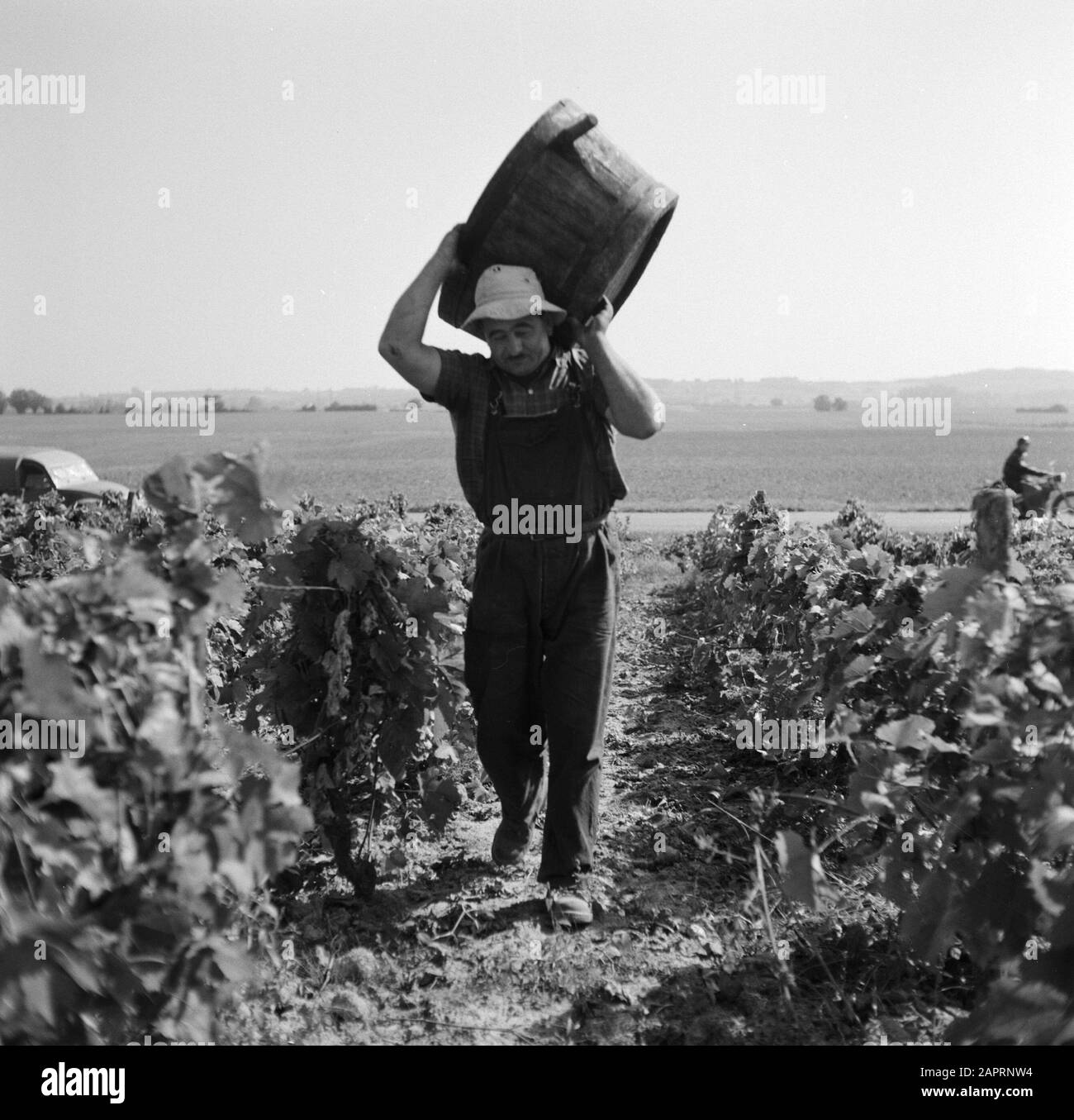Wine regions - Beaujolais Grape picker with a barrel full of grapes on ...
