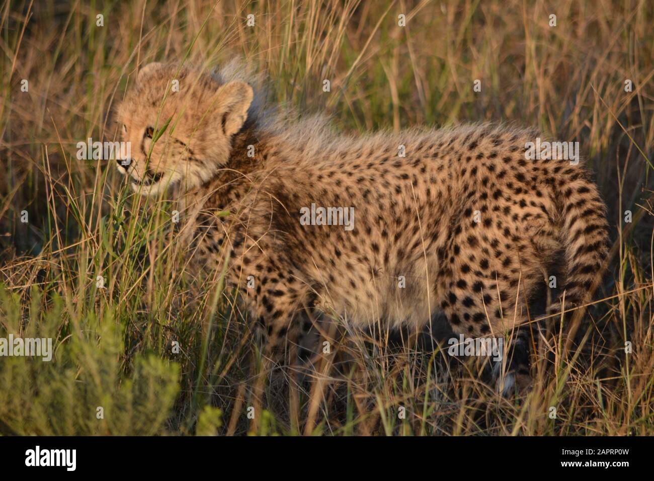 Adorable cheetah cub hi-res stock photography and images - Alamy