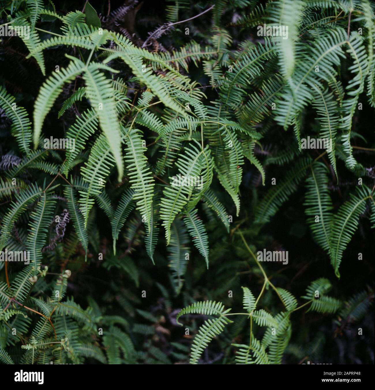 Uluhe fern hi-res stock photography and images - Alamy