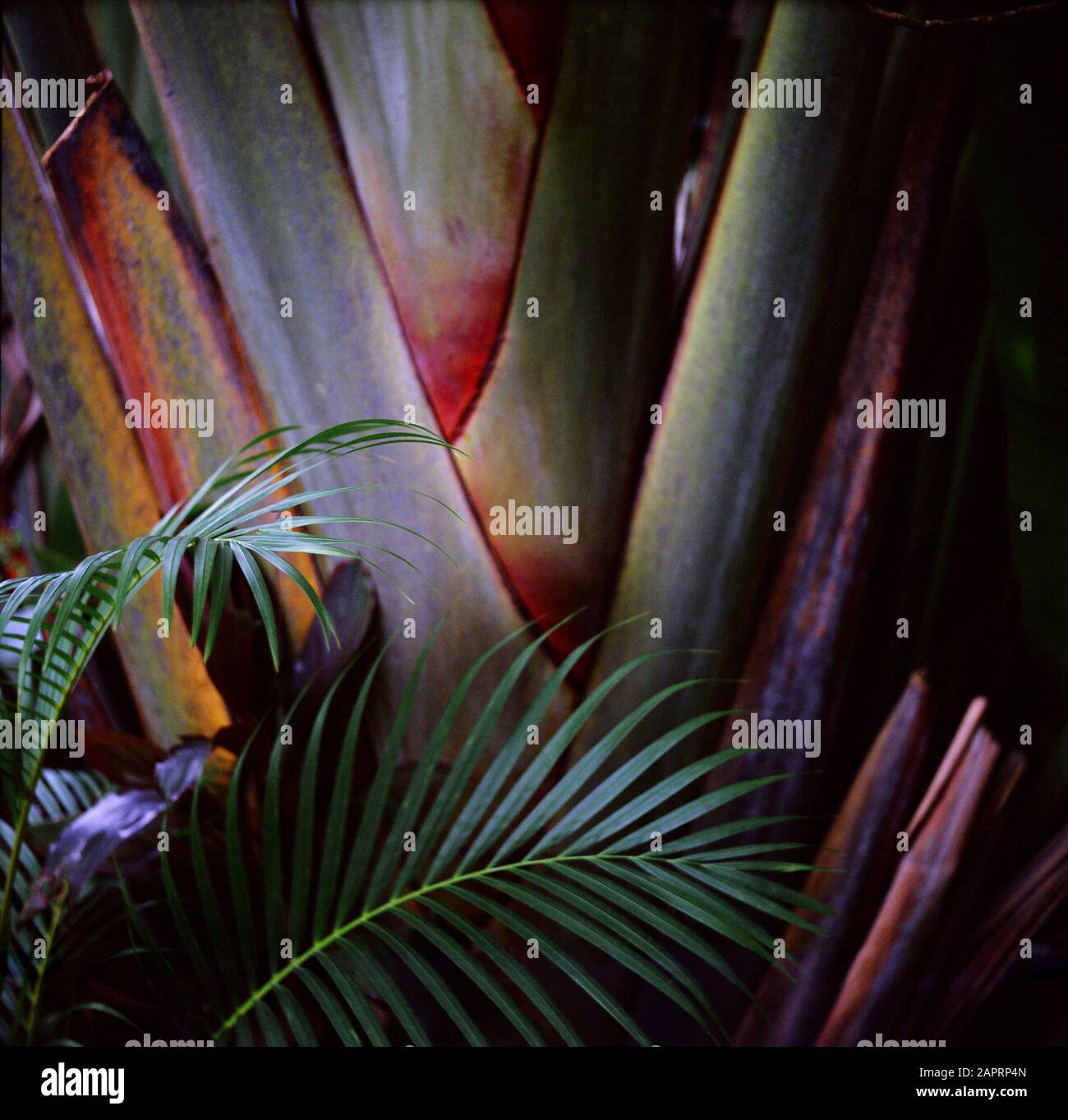 Frond tree hi-res stock photography and images - Alamy