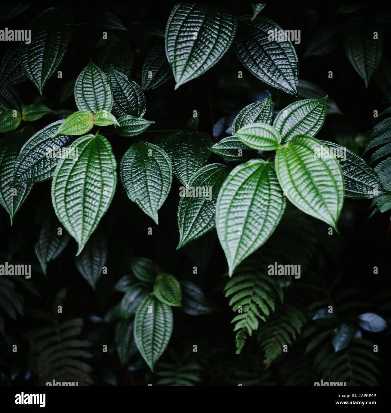 Deep green hi-res stock photography and images - Alamy