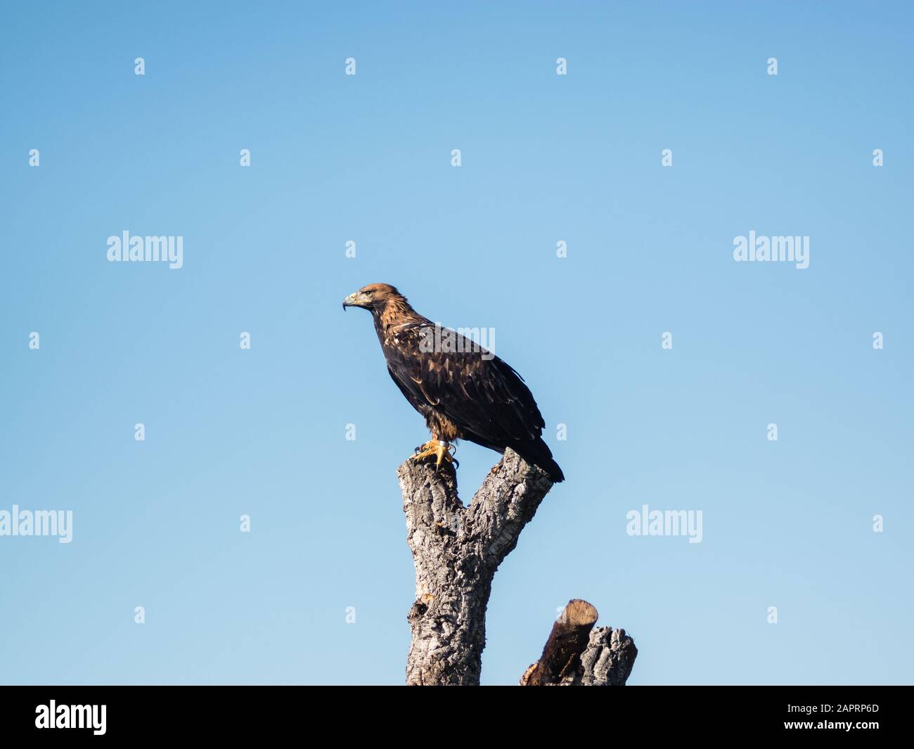 Red tailed hawk looking at camera hi-res stock photography and images ...