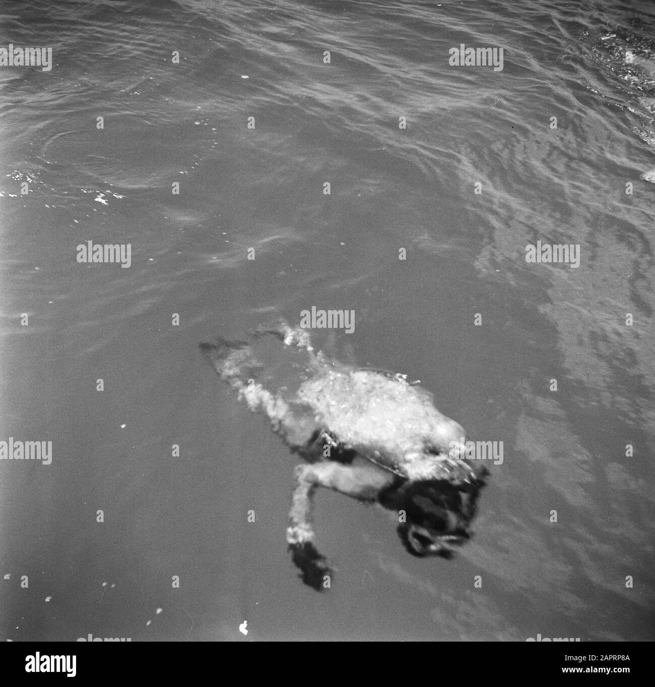 Netherlands Antilles and Suriname at the time of the royal visit of ...