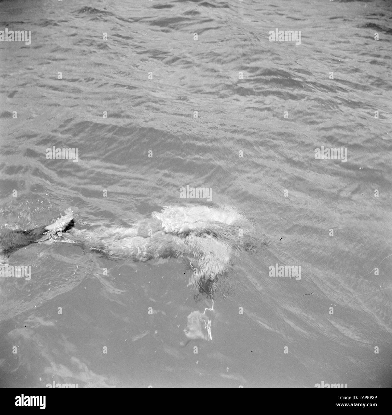 Netherlands Antilles and Suriname at the time of the royal visit of ...