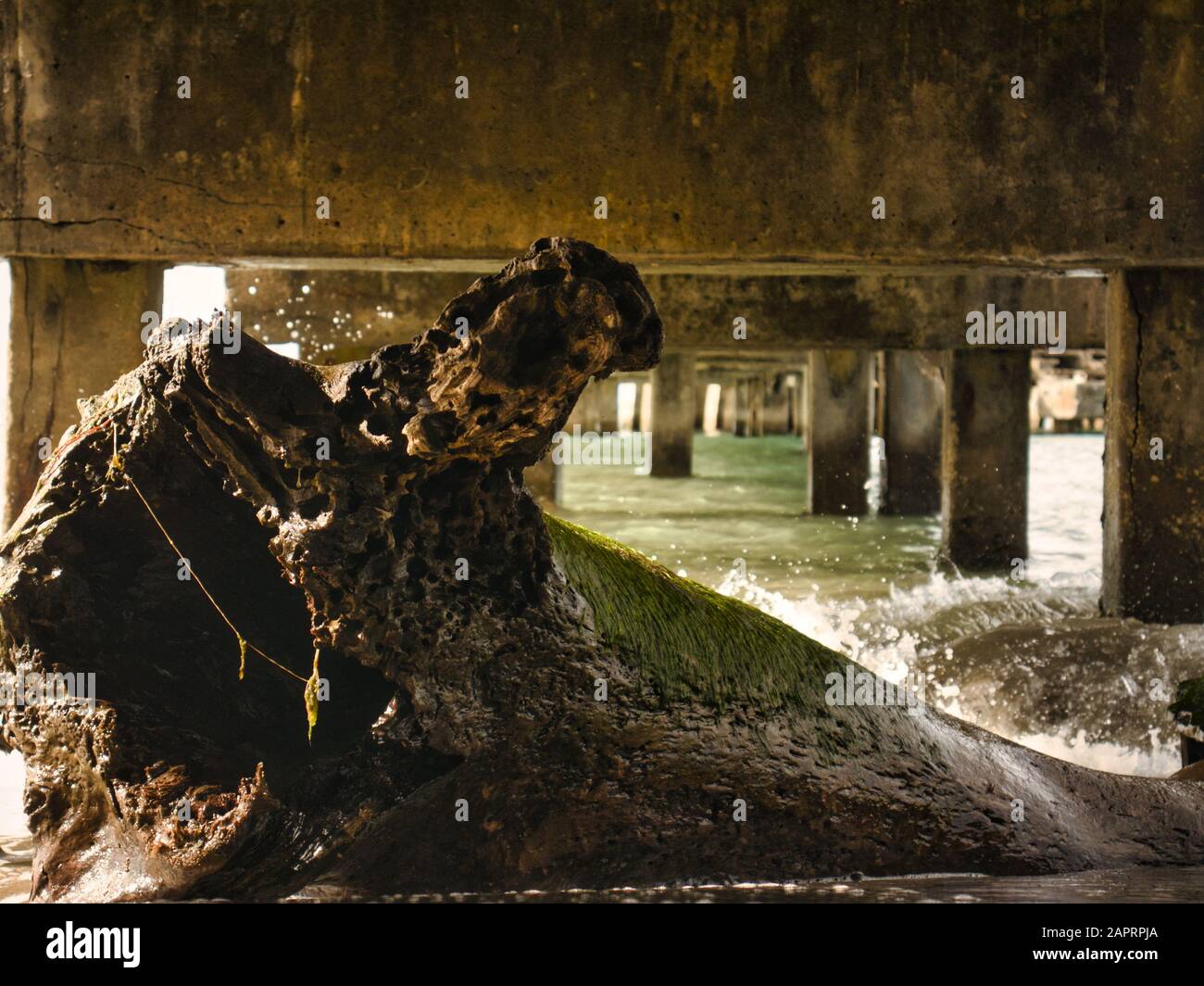 Big broken tree under a bridge in the water Stock Photo - Alamy