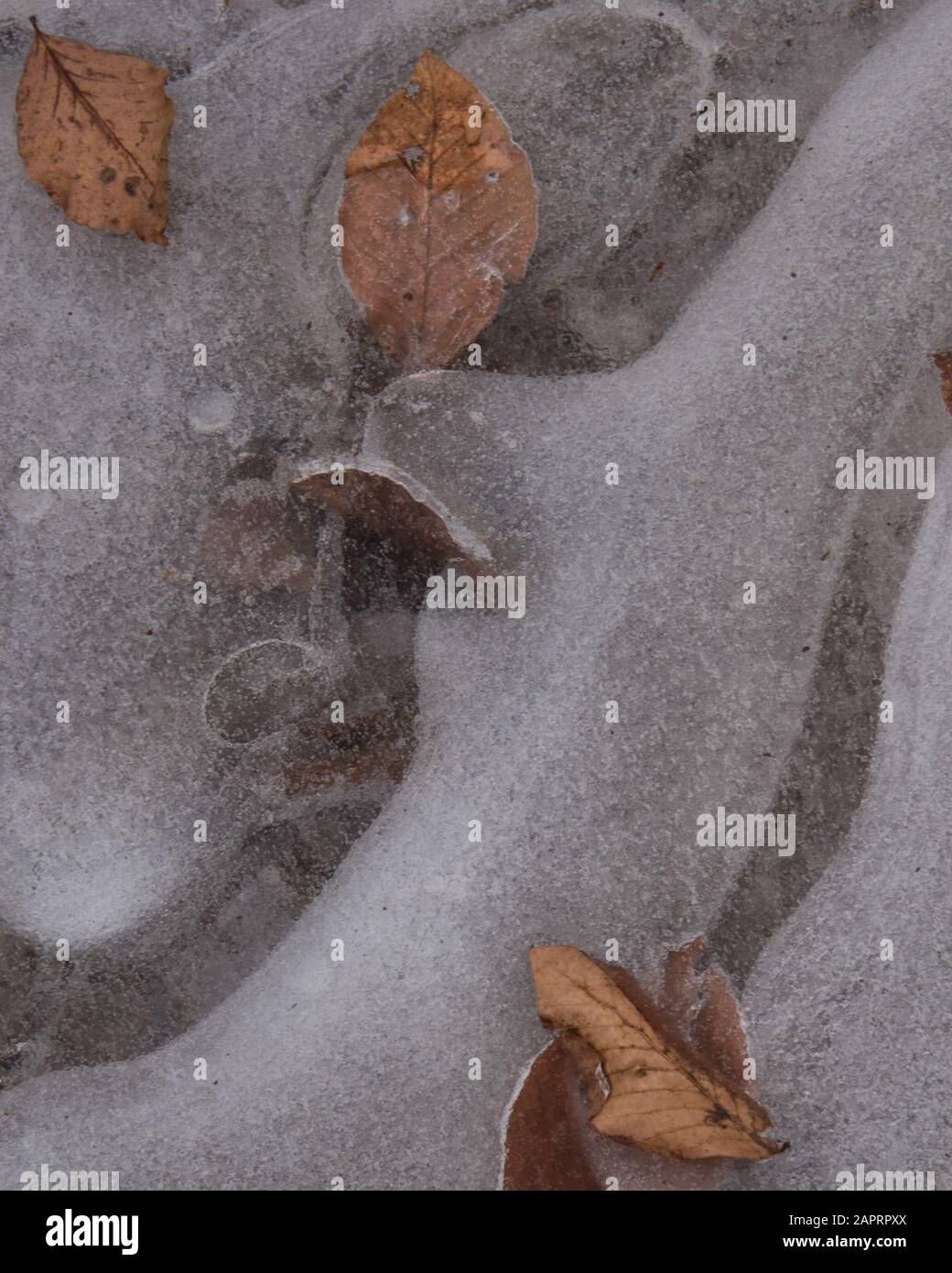 frozen snow in the forest Stock Photo - Alamy