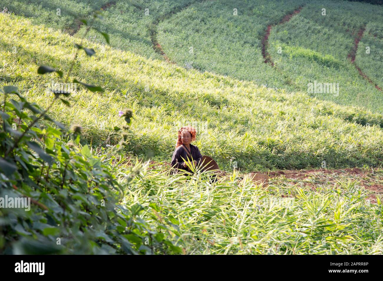 Ginger field hi-res stock photography and images - Alamy