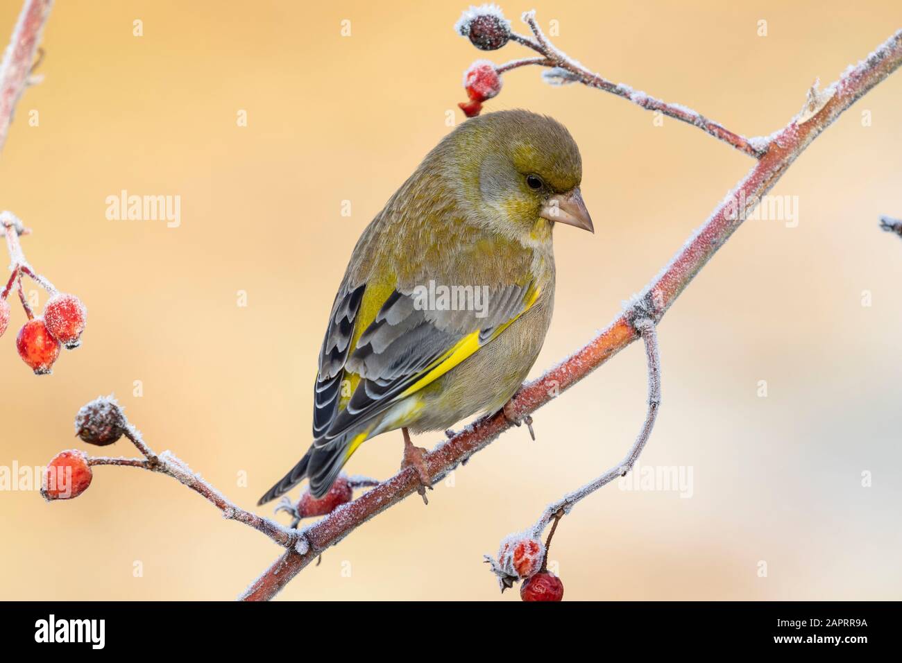 European male goldfinch (chloris chloris), sitting on a branch on a ...