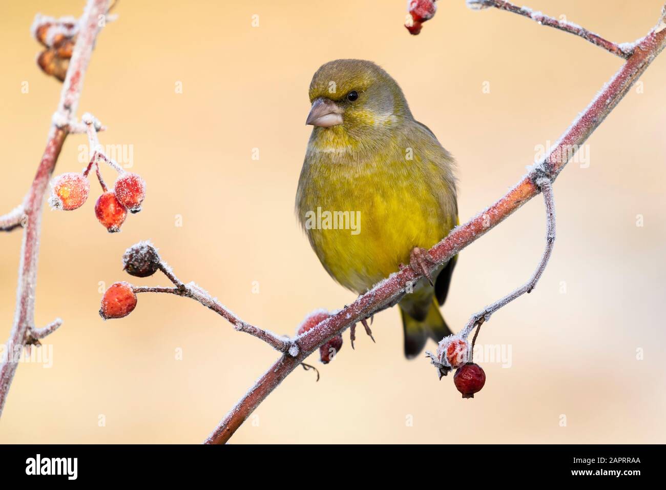 European male goldfinch (chloris chloris), sitting on a branch on a ...