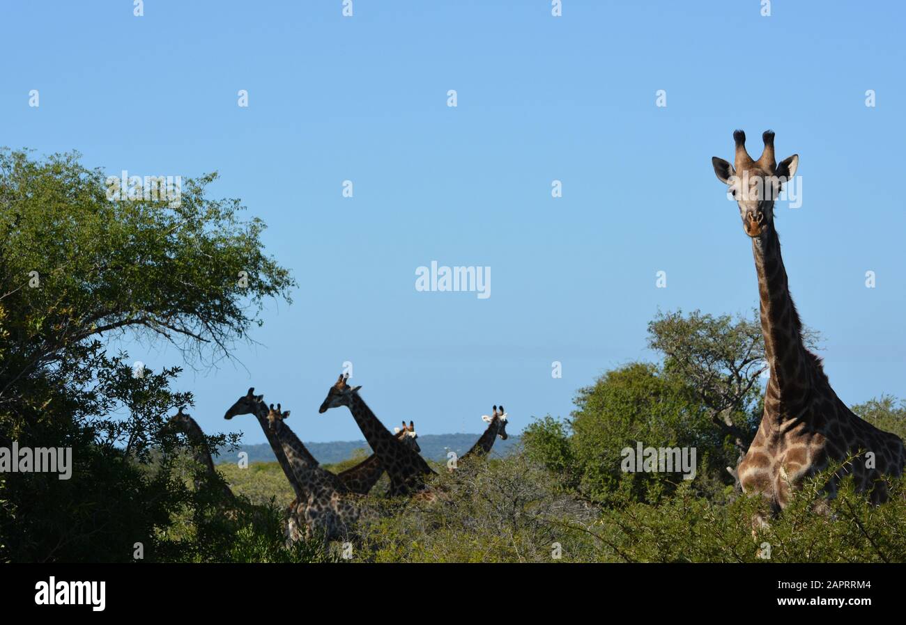 Acacia tower hi-res stock photography and images - Alamy