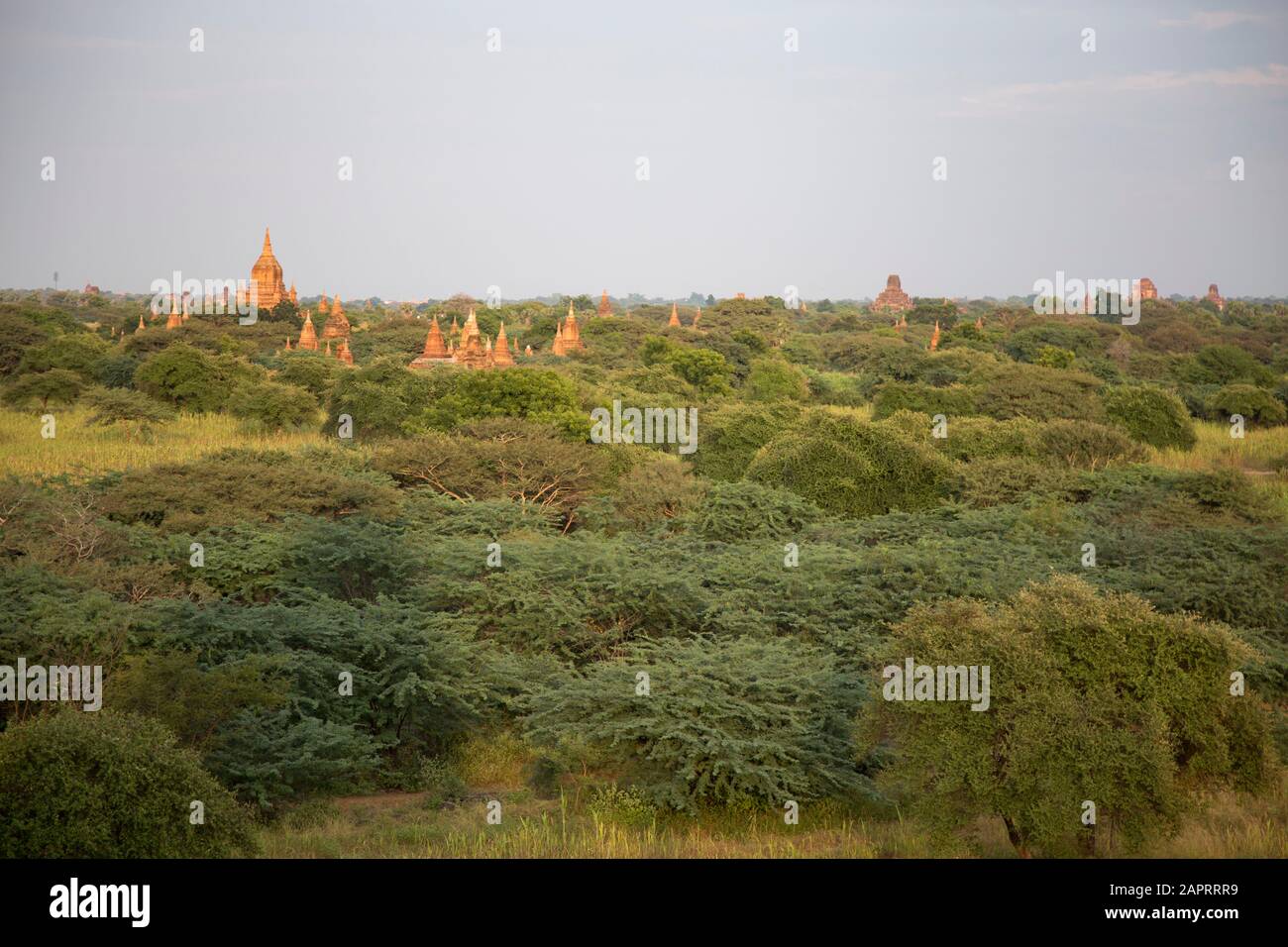 Green bagan hi-res stock photography and images - Alamy