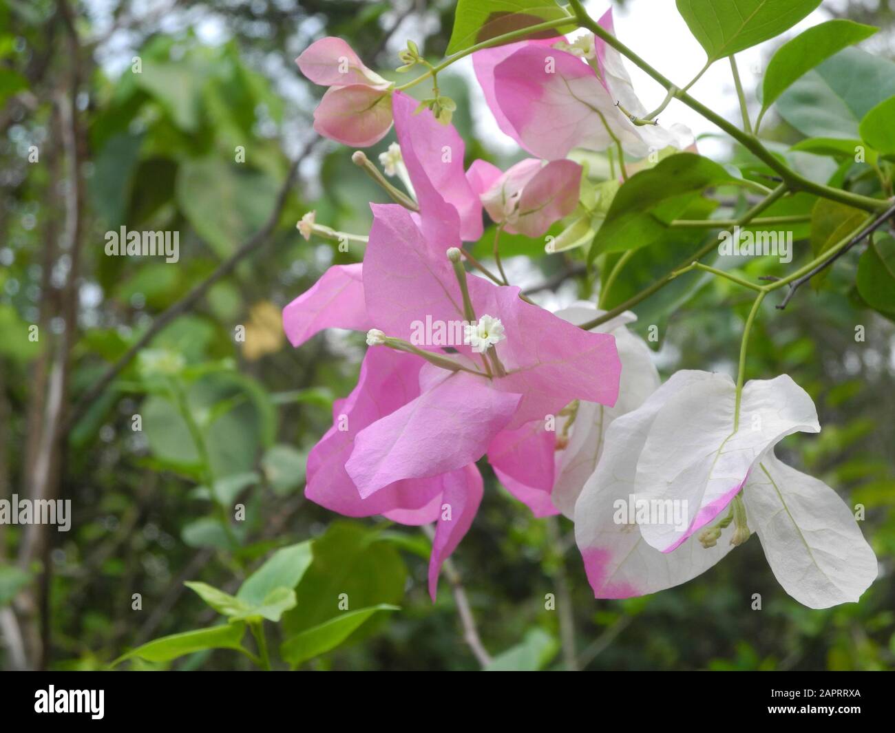 Flowering Plants In Kerala With Names