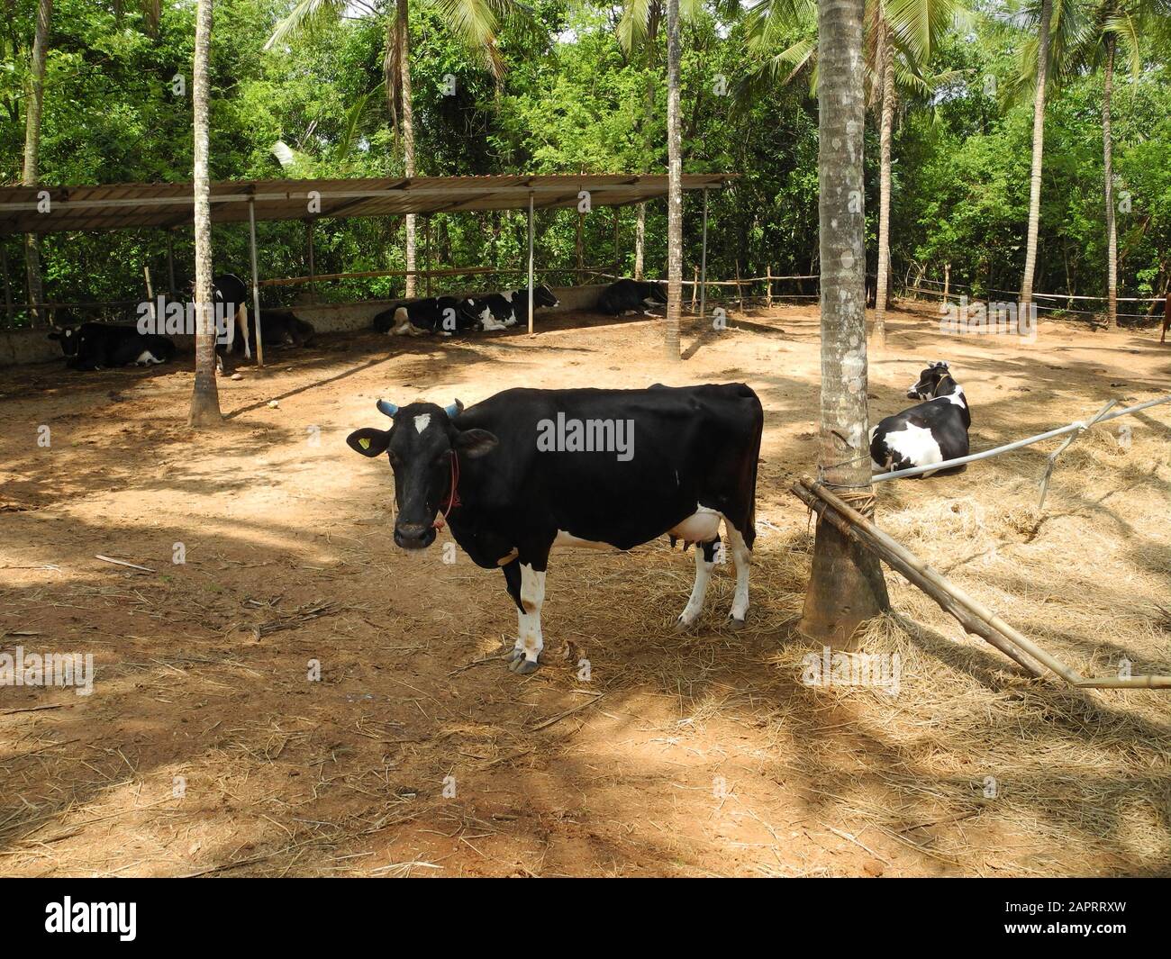 Black cow with white spots, India, Kerala, Kochi Stock Photo - Alamy
