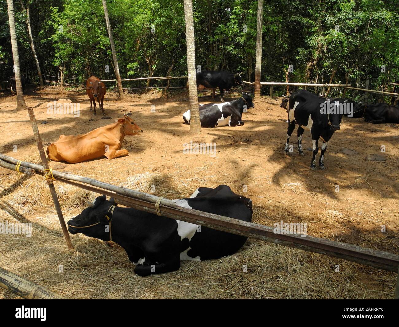 Kerala cow hi-res stock photography and images - Alamy