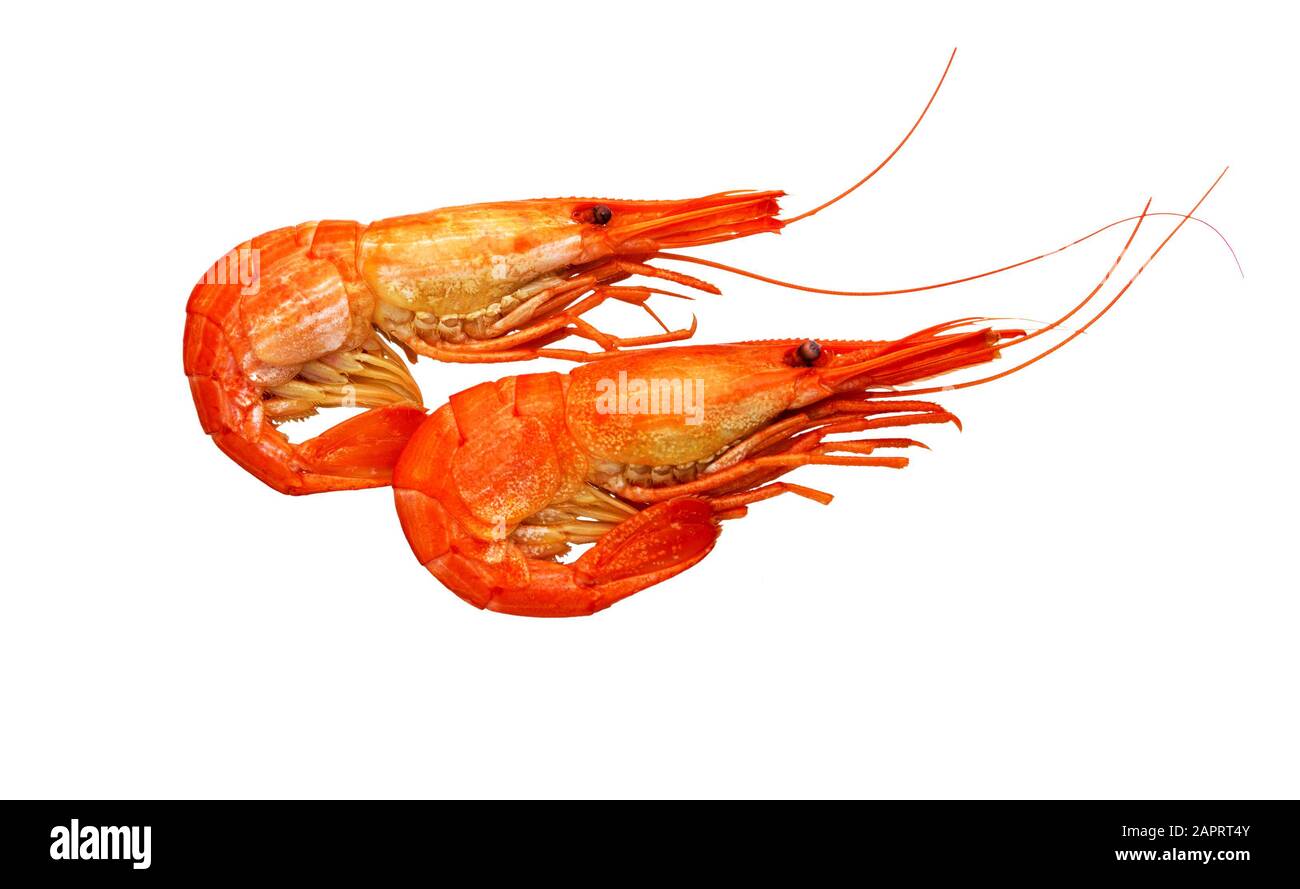 Shrimp isolated on white background. Cooked Prawns or Tiger Shrimps ...