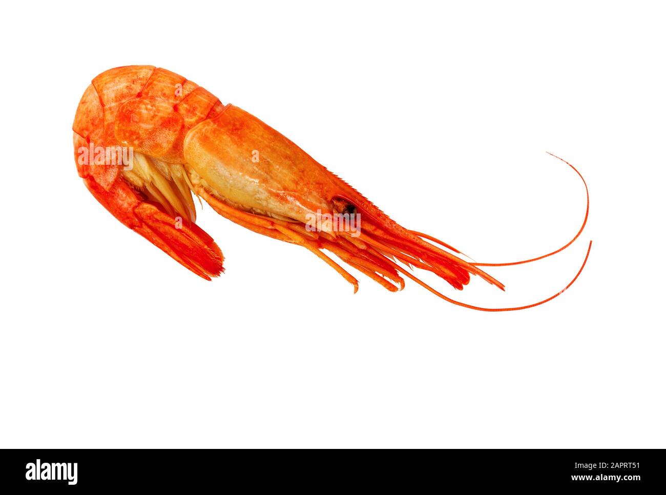 Shrimp prawn seafood hi-res stock photography and images - Alamy