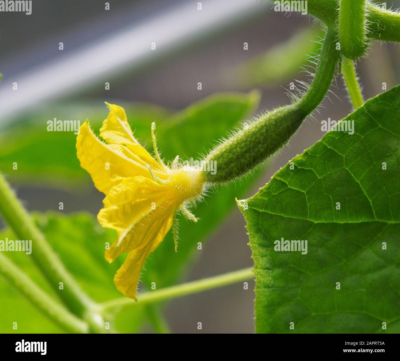 Cucumber plant flower hi-res stock photography and images - Alamy