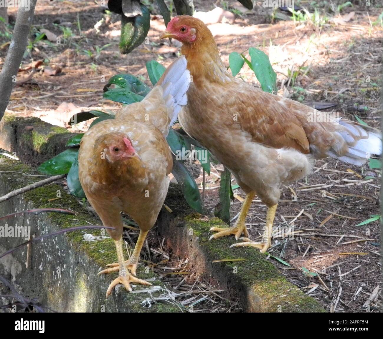 Two indian chickens, India, Kerala, Kochi Stock Photo - Alamy