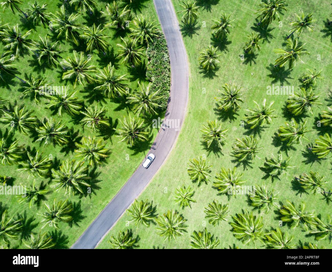 Aerial view road palm trees hi-res stock photography and images - Alamy