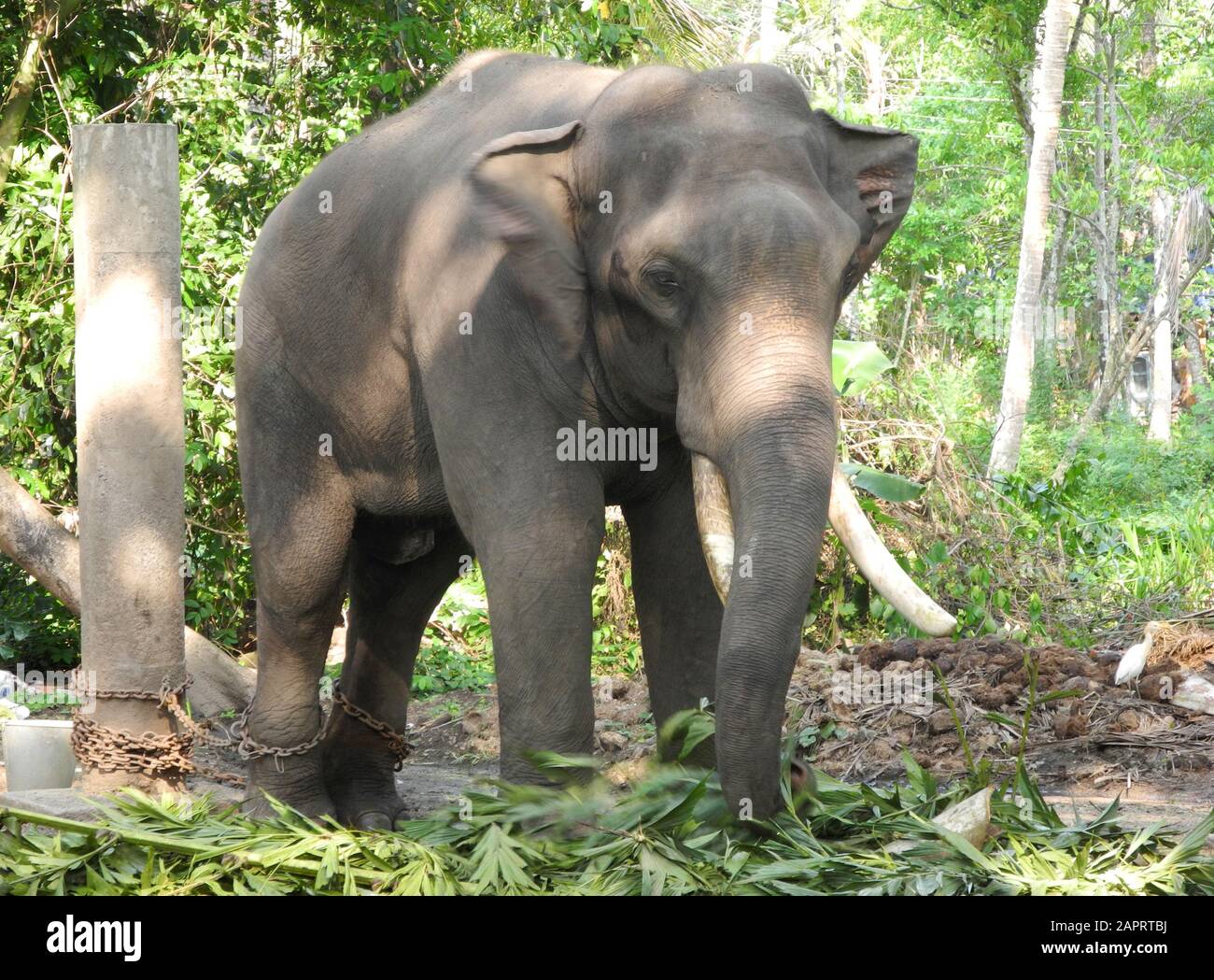 Indian elephant eats plant food, India, Kerala, Kochi Stock Photo - Alamy