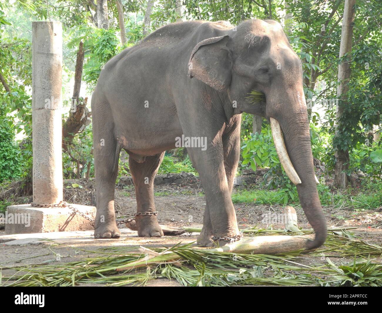 Indian elephant kerala hi-res stock photography and images - Alamy
