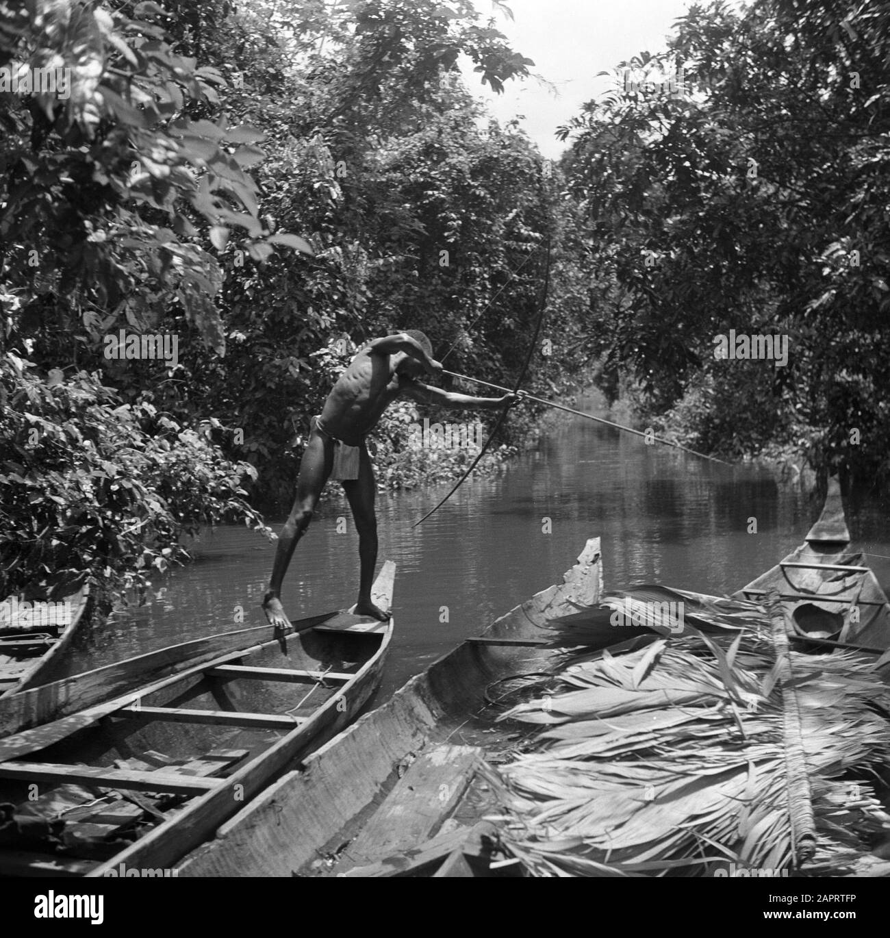A forest creole shoots with bow and arrow from a coral on fish Date ...