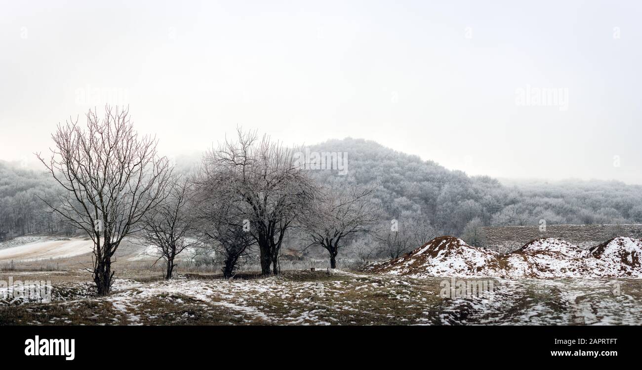 Trees and bushes without leaves at the edge of the forest, in winter ...