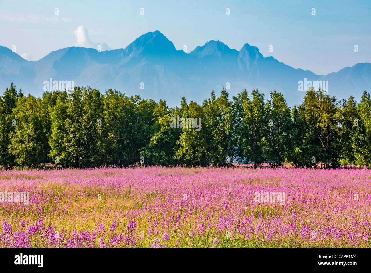 A field of fireweed (Chamaenerion angustifolium) blooms in mid-July off ...