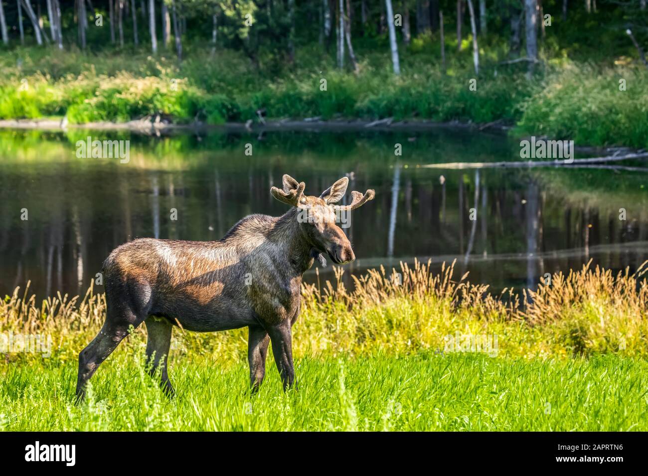 Alaska moose and water on antlers hi-res stock photography and images ...