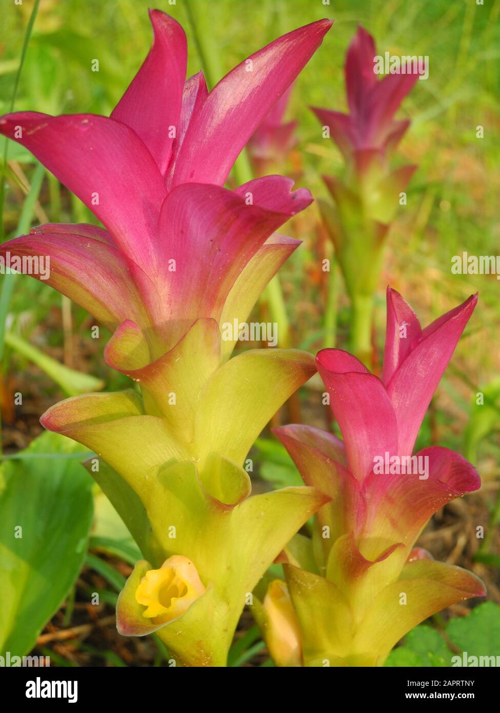 Kerala garden flower hi-res stock photography and images - Alamy